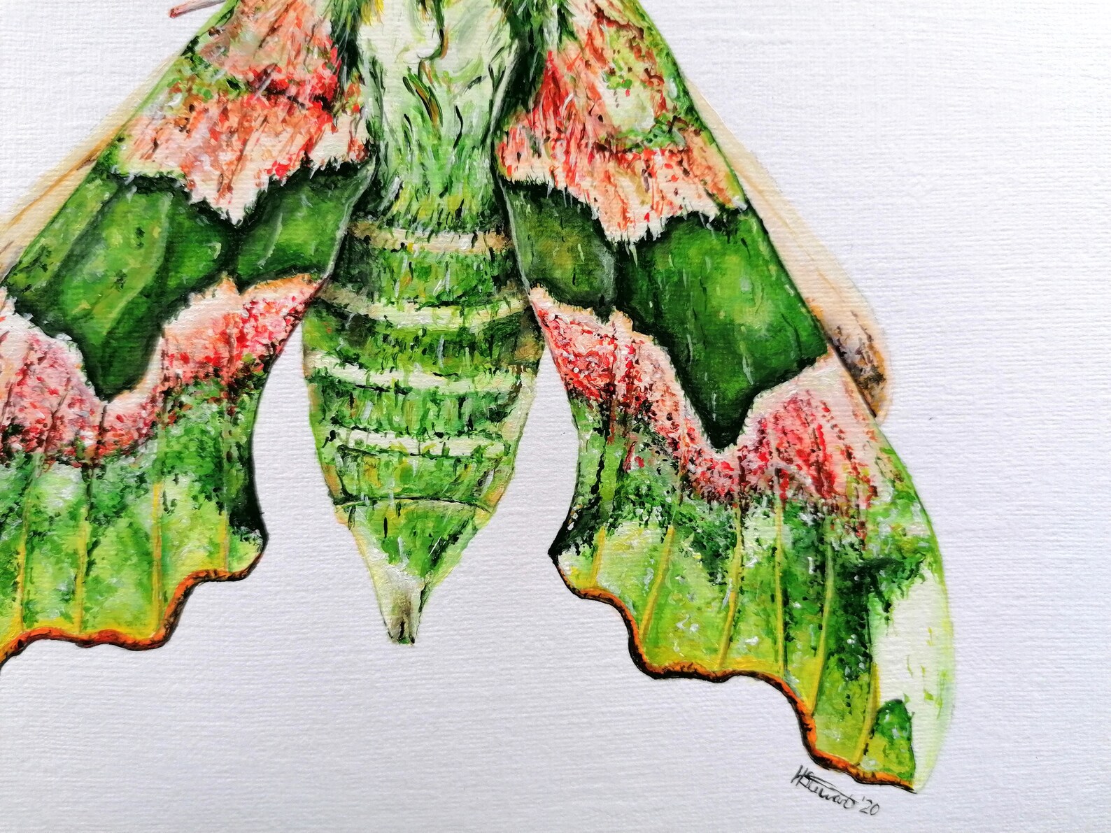 Lime Hawk Moth, Original Moth Painting, Moth Artwork, Moth Painting ...