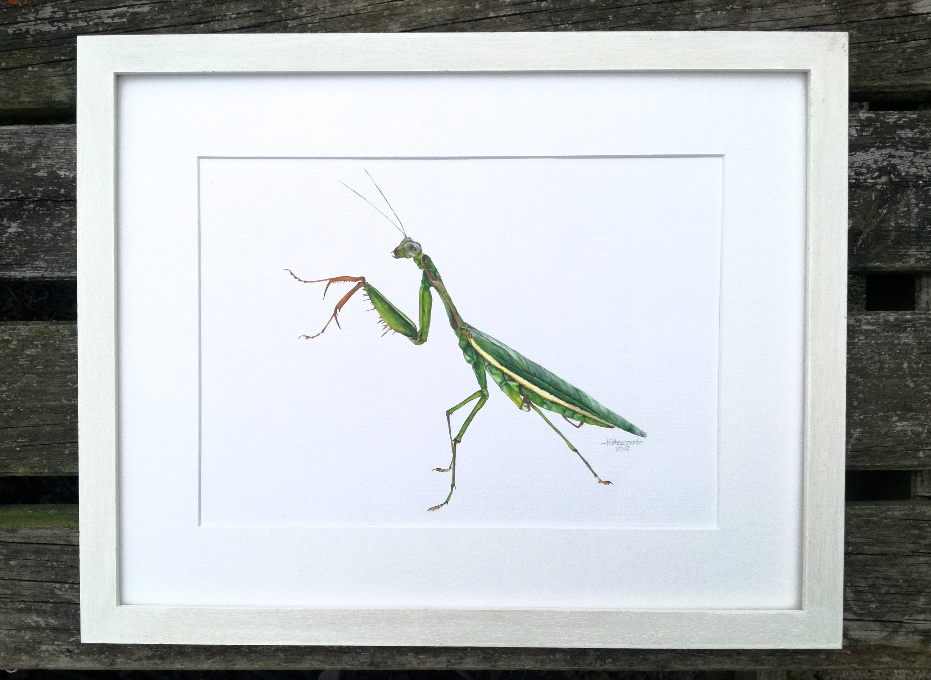 Praying Mantis, Praying Mantis Print, Praying Mantis Painting, Praying ...