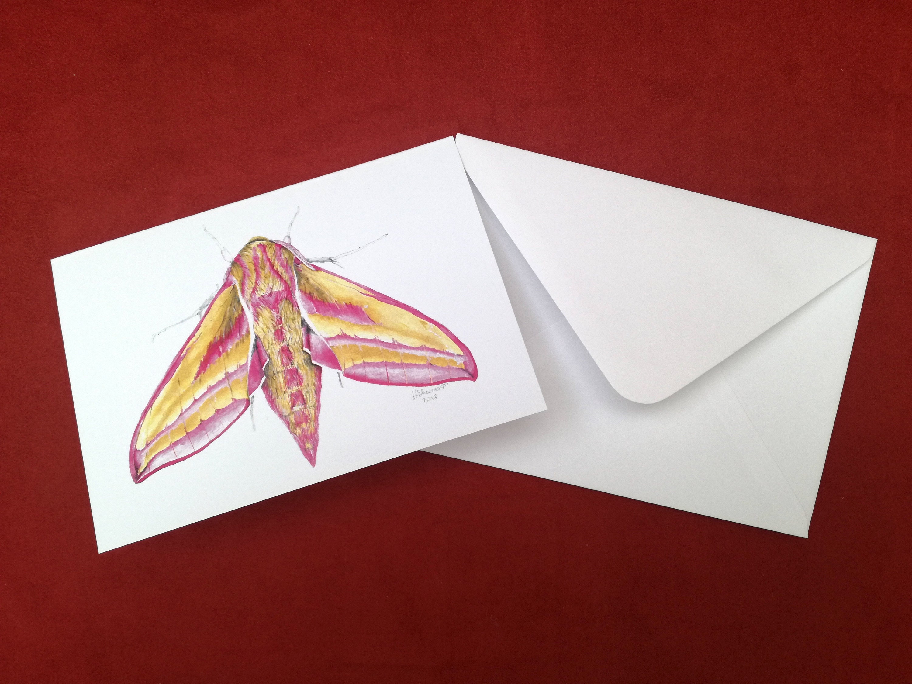 Elephant Hawk Moth Card, Moth Card, Greetings Card, Insect Card, Bug ...