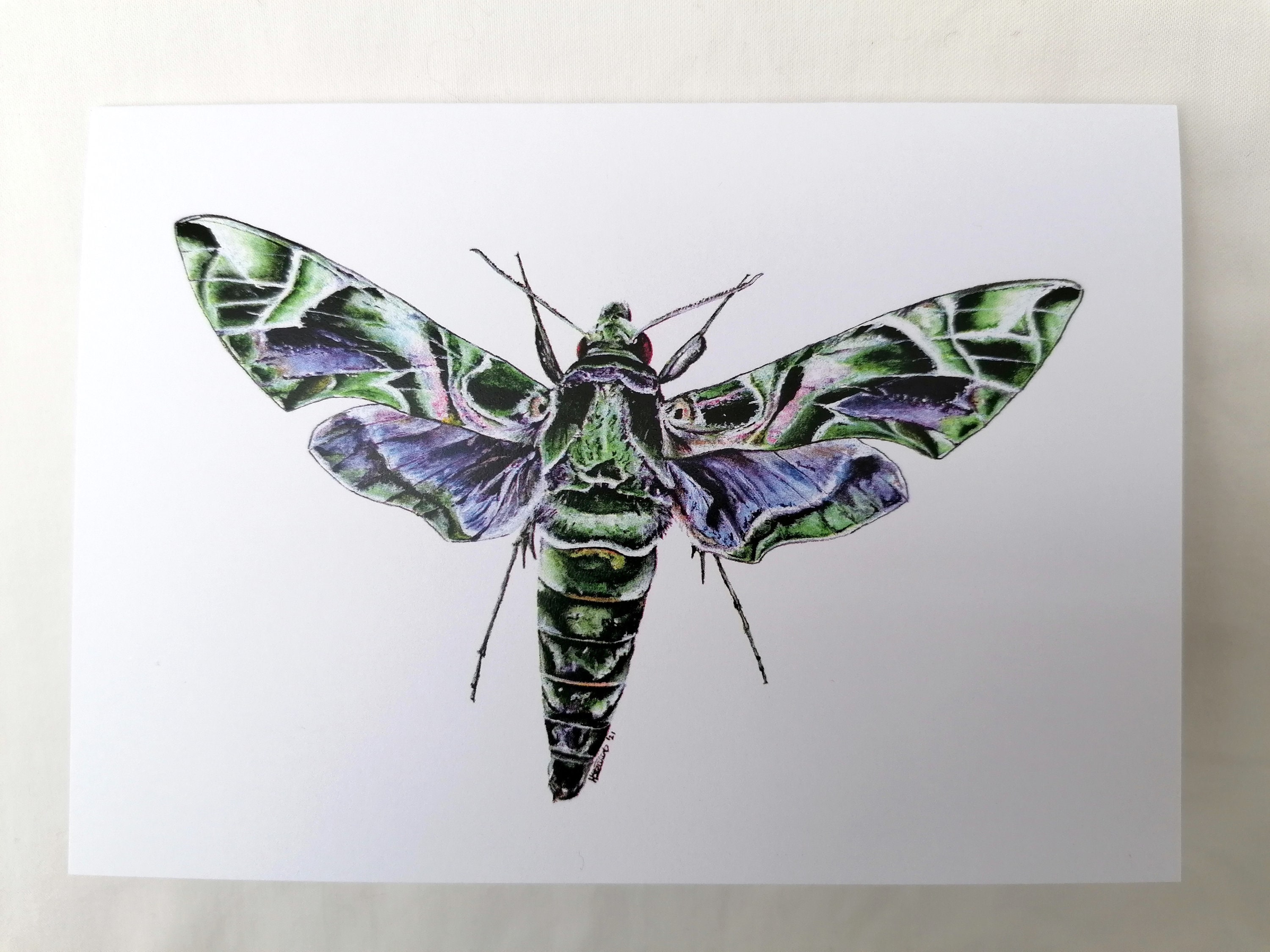 Oleander Hawk Moth Card, Moth Card, Greetings Card, Insect Card, Bug ...