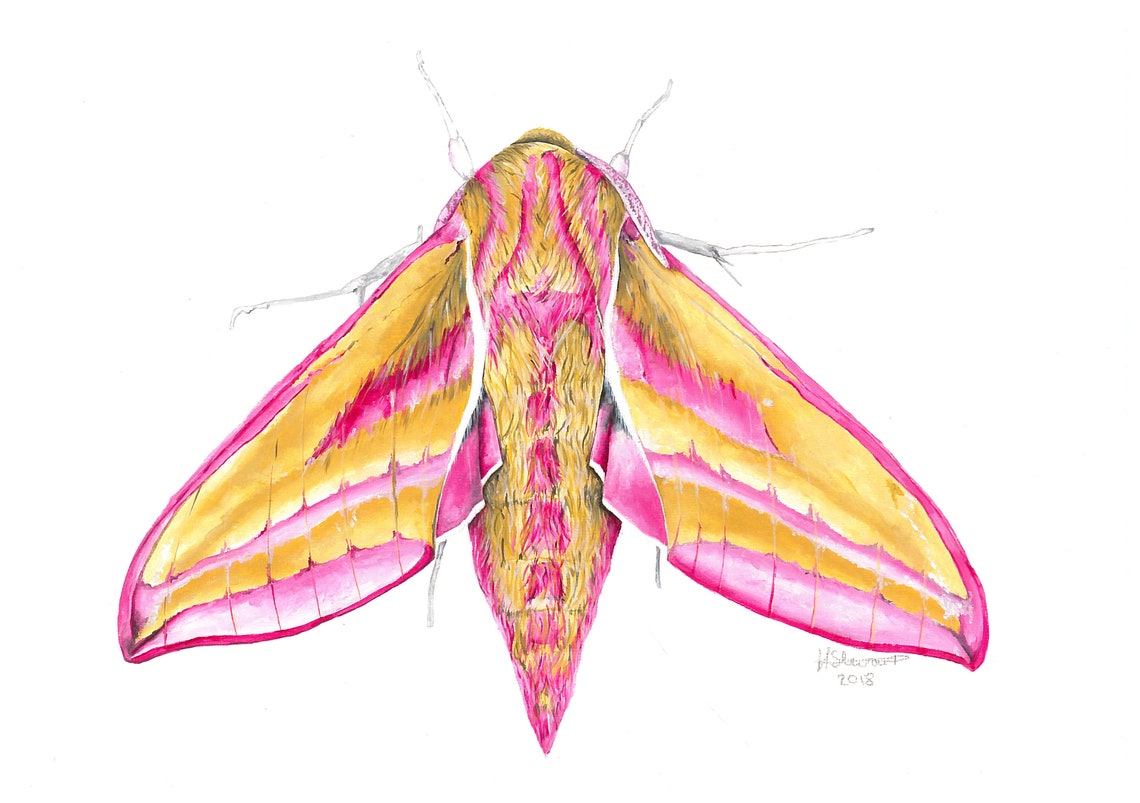 Elephant Hawk Moth Card Moth Card Greetings Card Insect - Etsy
