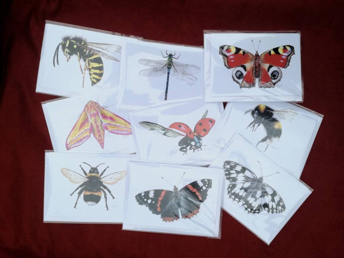 Elephant Hawk Moth Card Moth Card Greetings Card Insect - Etsy