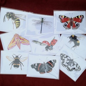 Elephant Hawk Moth Card, Moth Card, Greetings Card, Insect Card, Bug ...