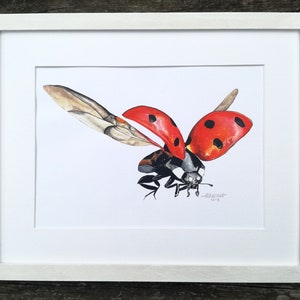 Ladybird, Ladybird Print, Ladybird Painting, Ladybird Artwork, Insect ...