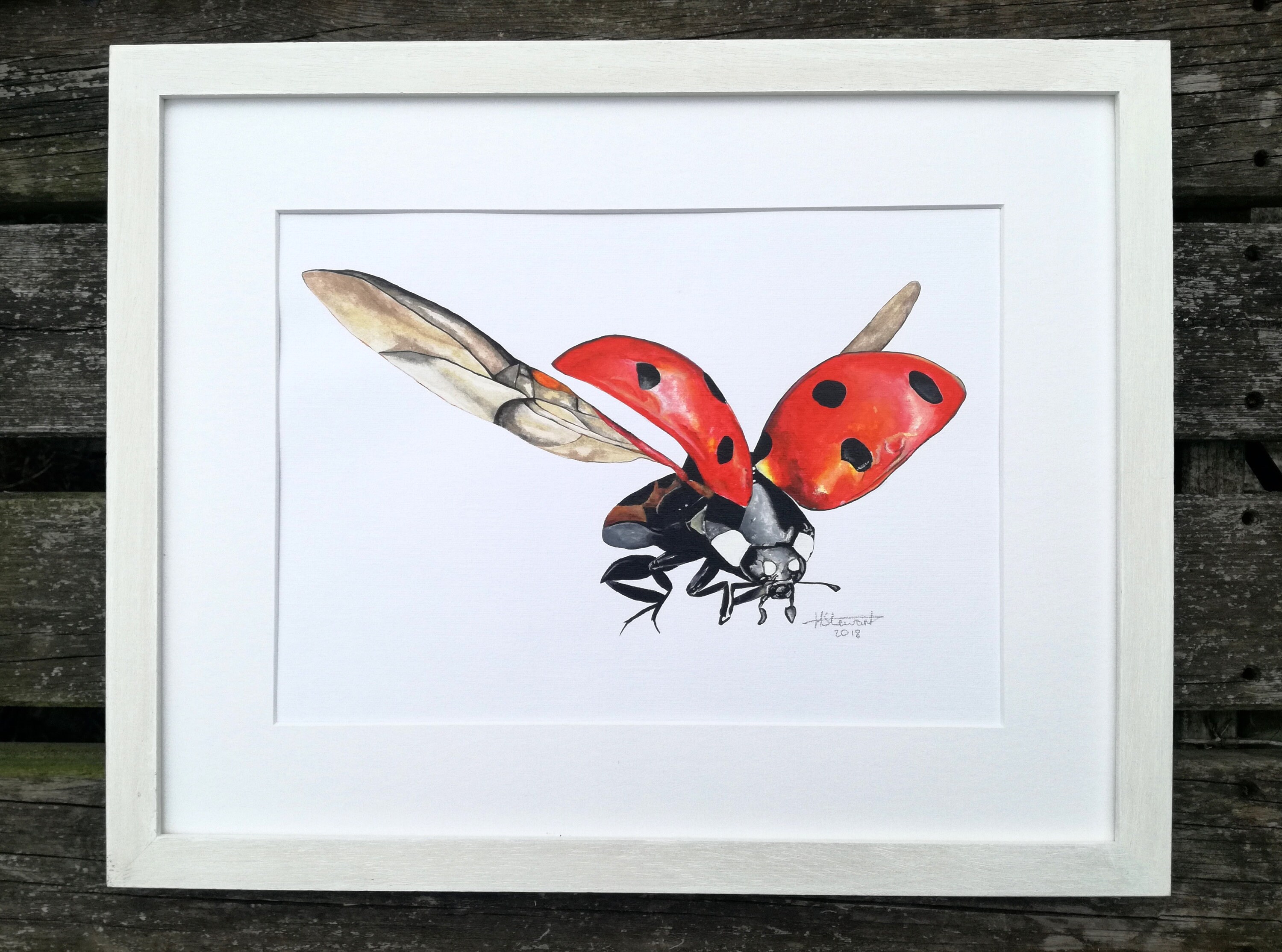 Ladybird, Ladybird Print, Ladybird Painting, Ladybird Artwork, Insect ...