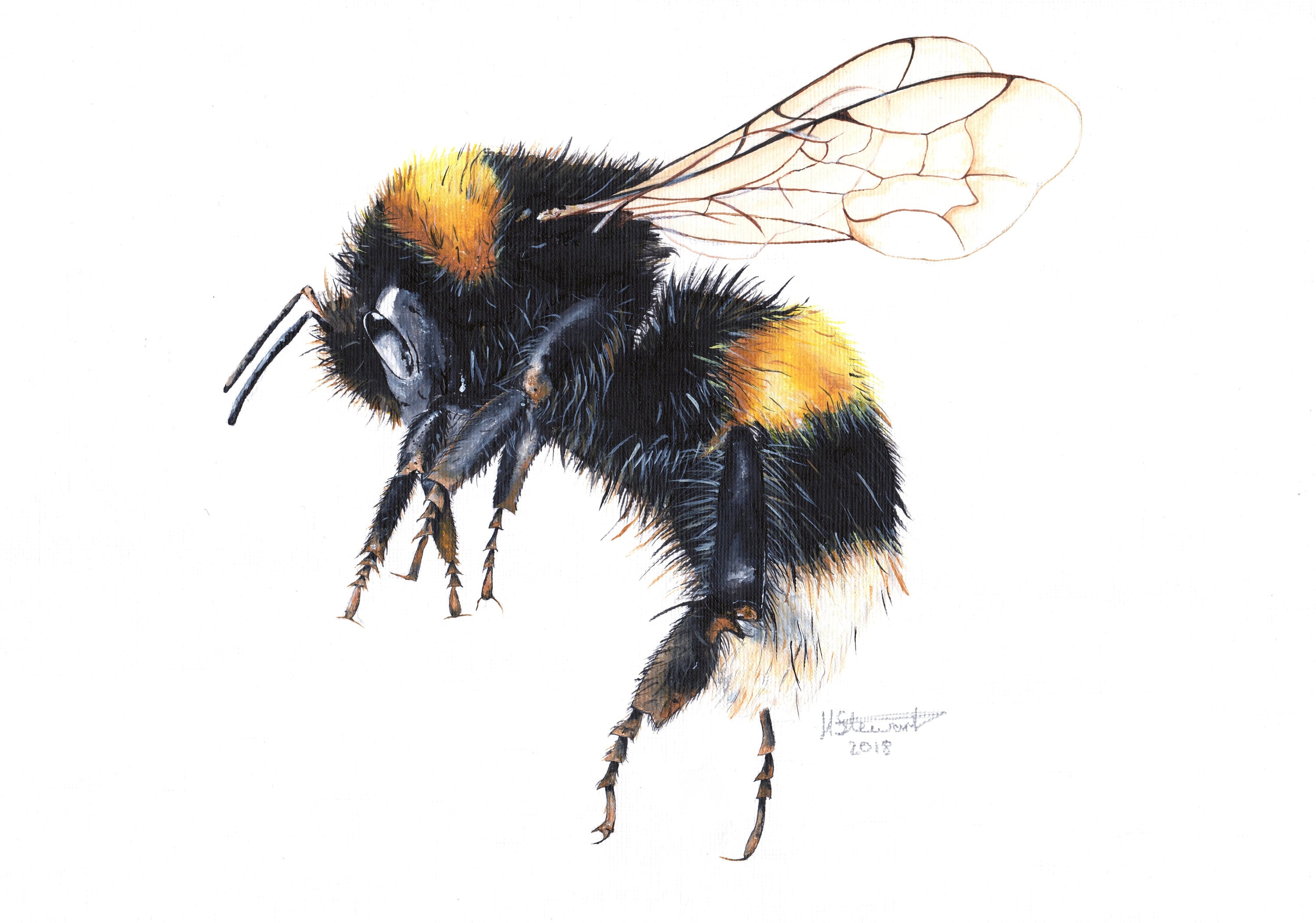 Bee Print, Bee Artwork, Bee Painting, Bumblebee, Bumblebee Print ...