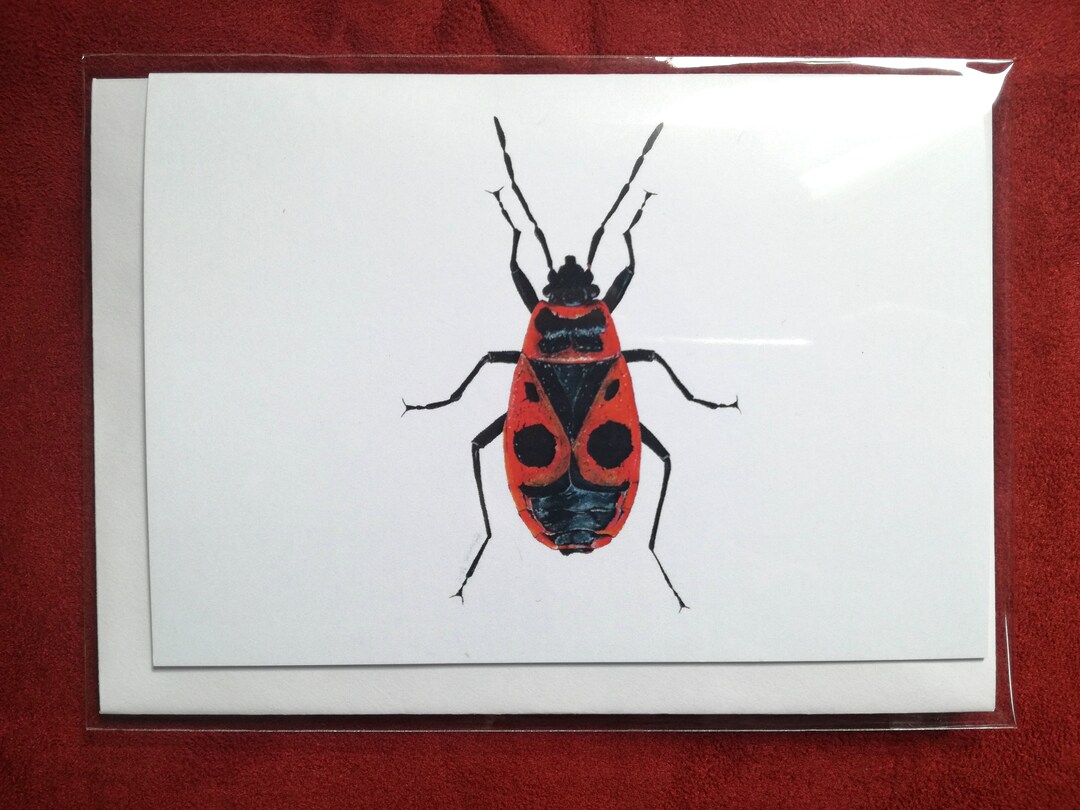 Fire Bug Card, Bug Card, Greetings Card, Insect Card, Animal Cards ...