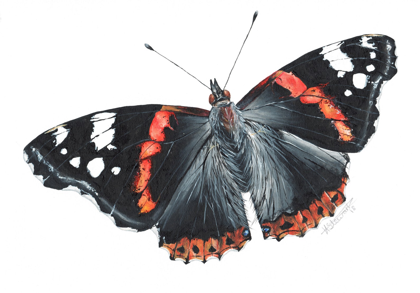 Red Admiral Butterfly Card, Butterfly Card, Greetings Card, Insect Card ...