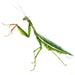 Praying Mantis, Praying Mantis Print, Praying Mantis Painting, Praying ...