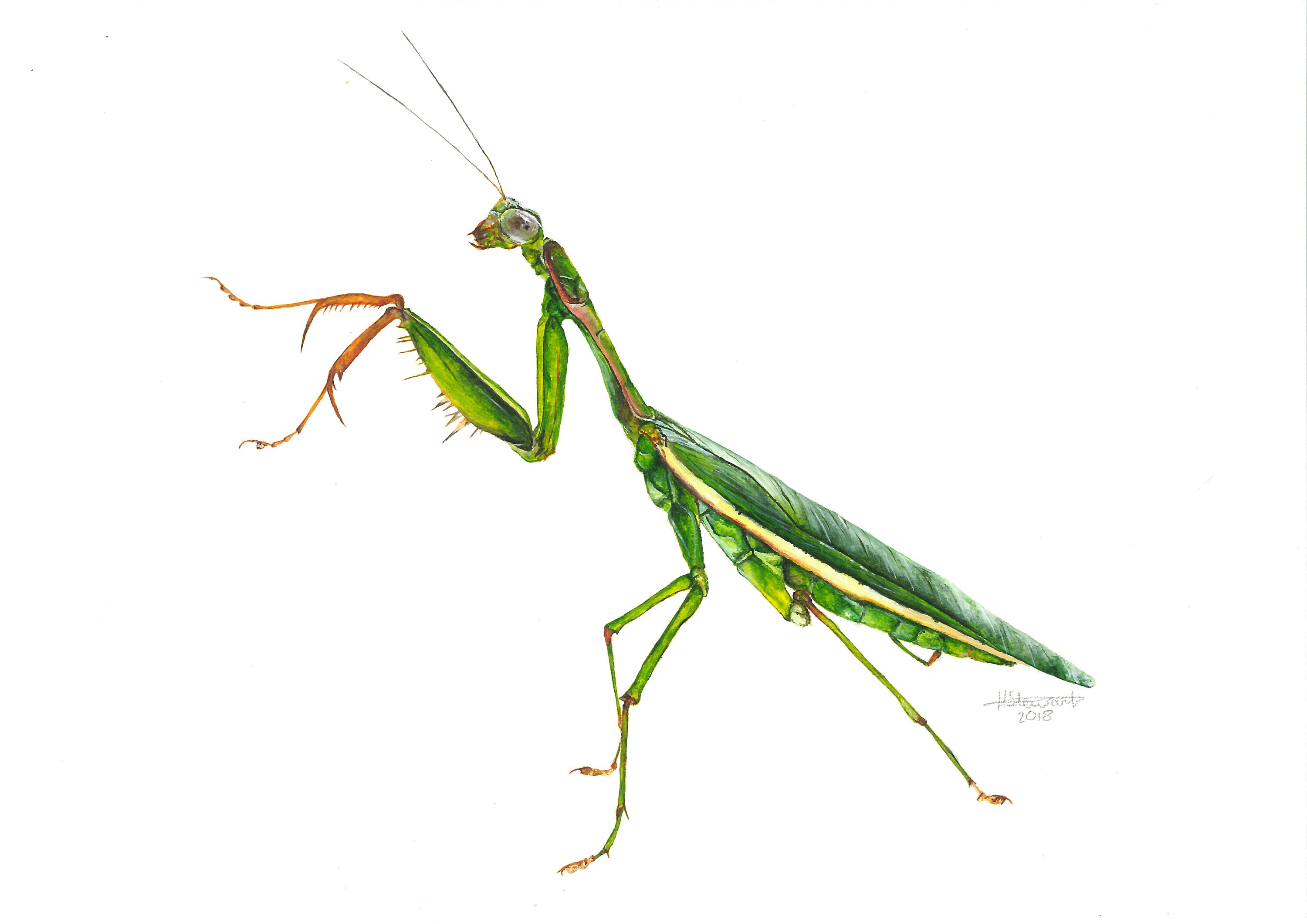 Praying Mantis, Praying Mantis Print, Praying Mantis Painting, Praying ...