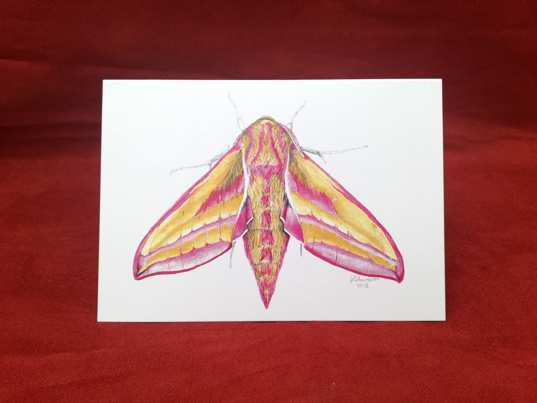 Elephant Hawk Moth Card, Moth Card, Greetings Card, Insect Card, Bug ...