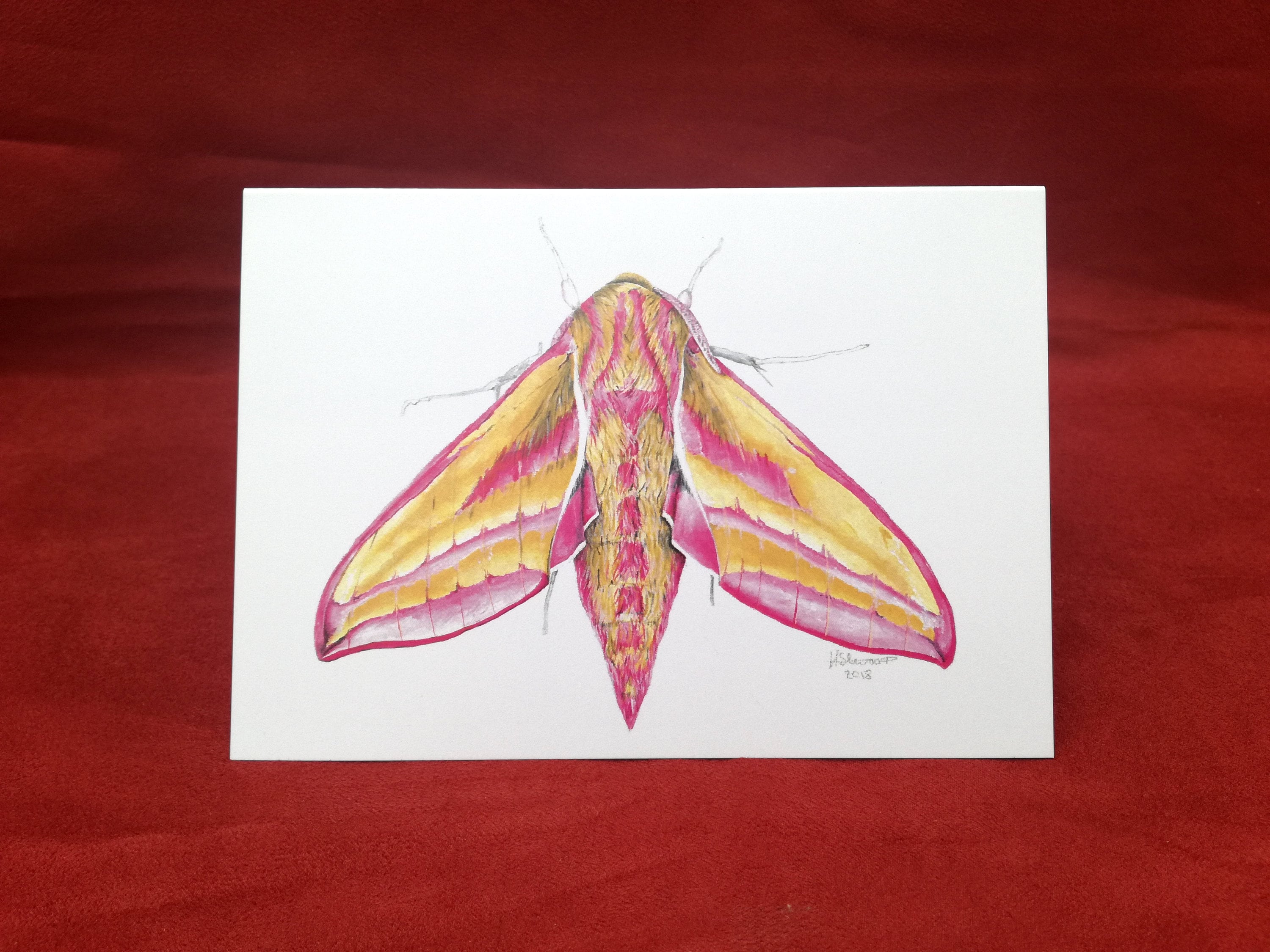 Elephant Hawk Moth Card, Moth Card, Greetings Card, Insect Card, Bug ...