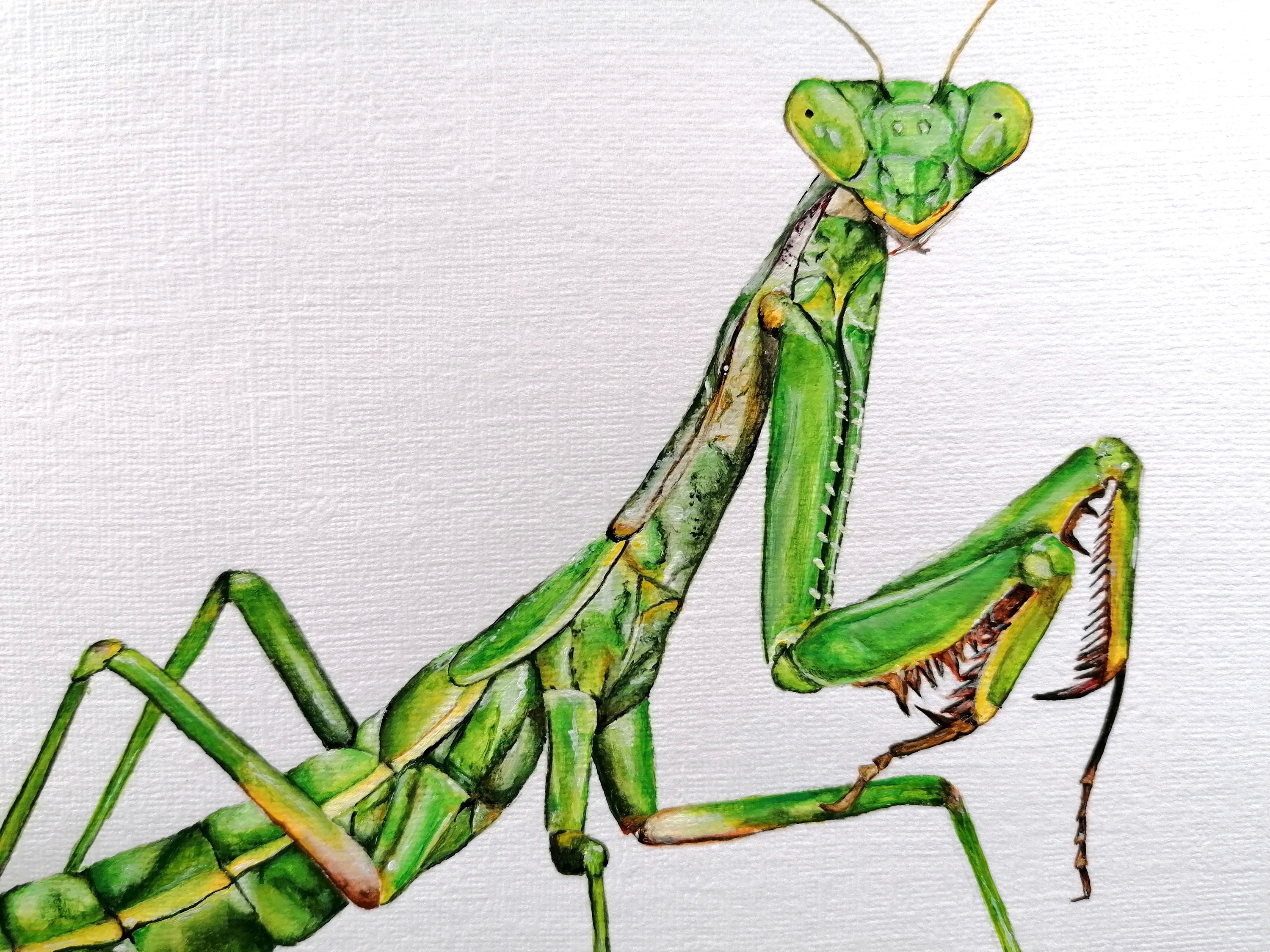 Acrylic Praying Mantis Painting, Mantis Artwork, Praying Mantis ...