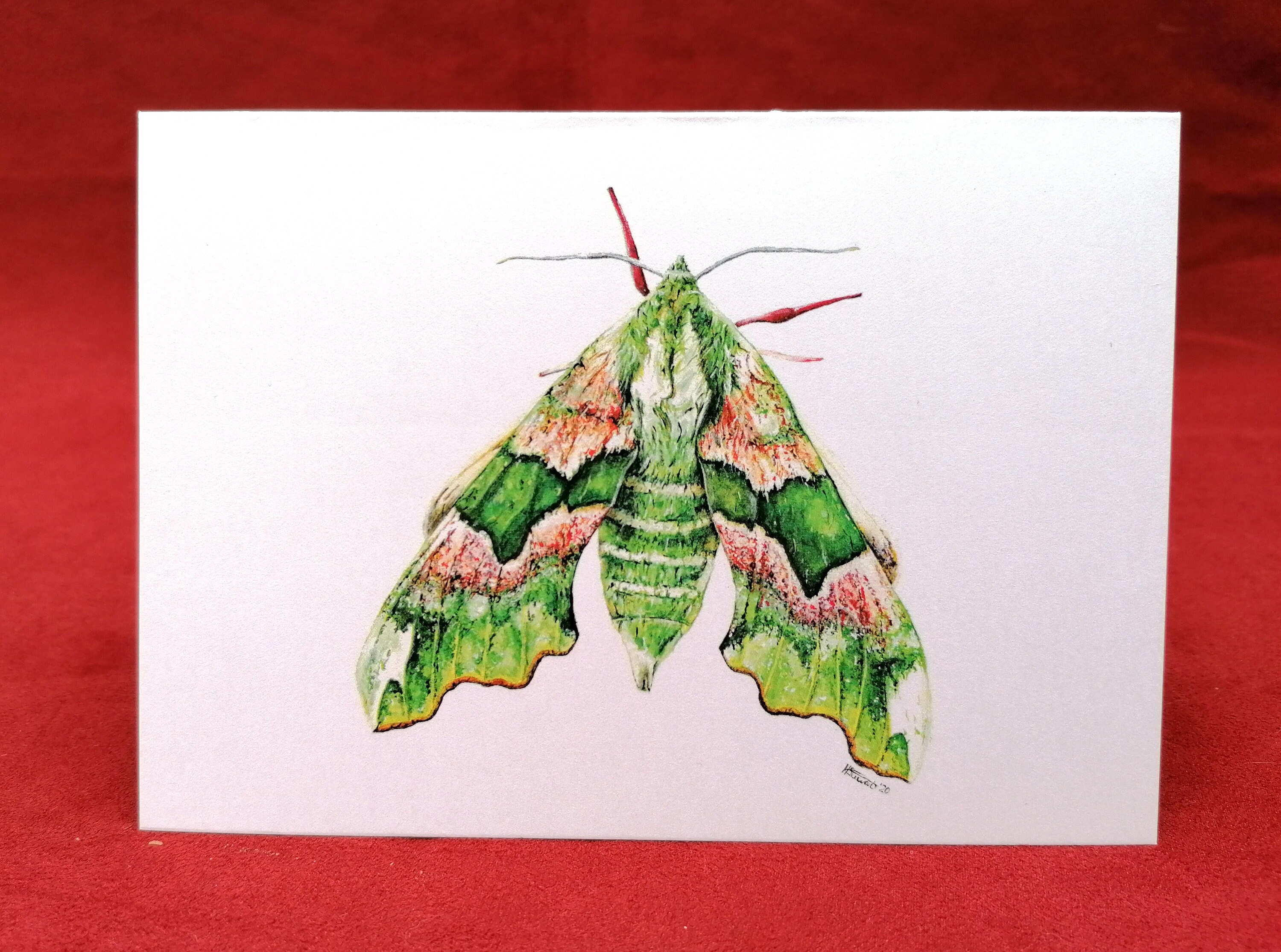 Lime Hawk Moth Card, Hawk Moth, Moth Card, Greetings Card, Insect Card ...