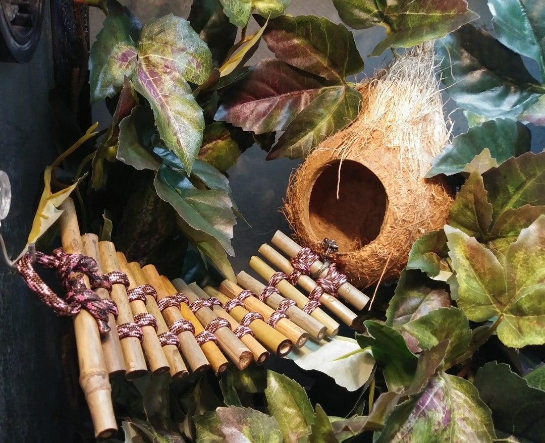Coconut Hide With Bamboo Bridge (great for Crested Geckos, Leopard ...
