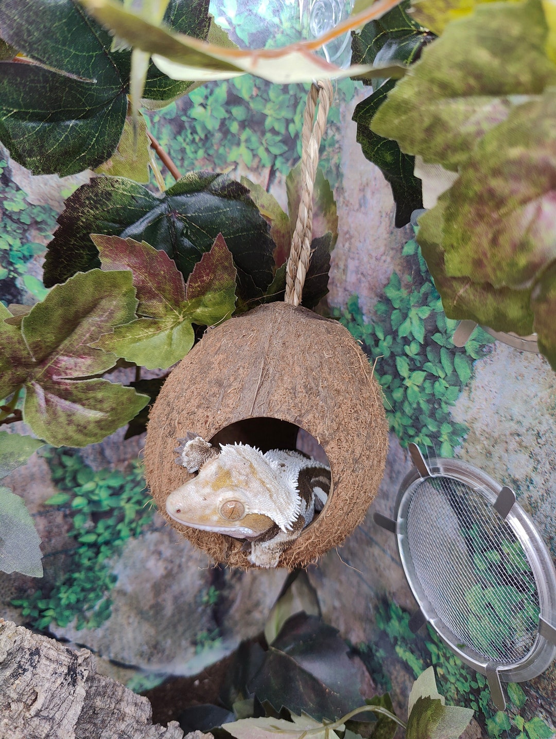 Hanging Coconut With 3 Holes - (great for Crested Geckos, Anoles, Tree ...