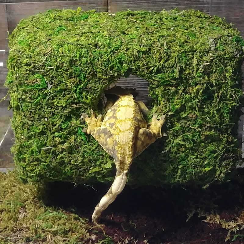 Moss Hide for Gecko - Etsy