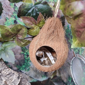 Coconut Hide -comes in 2 Sizes (great for Crested Geckos, Leopard ...
