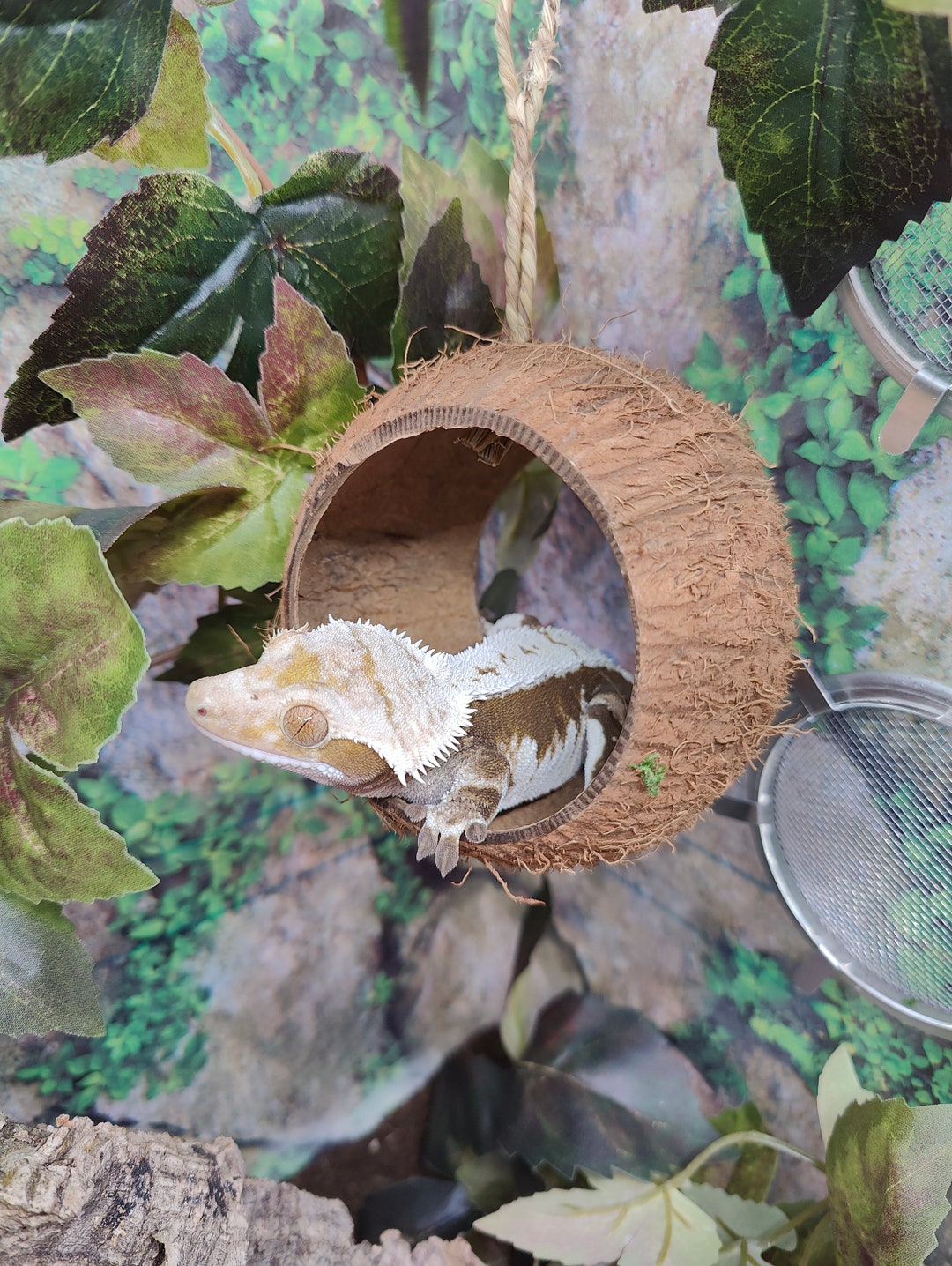 Hanging Coconut With 2 Holes (great for Crested Geckos, Anoles, Tree ...