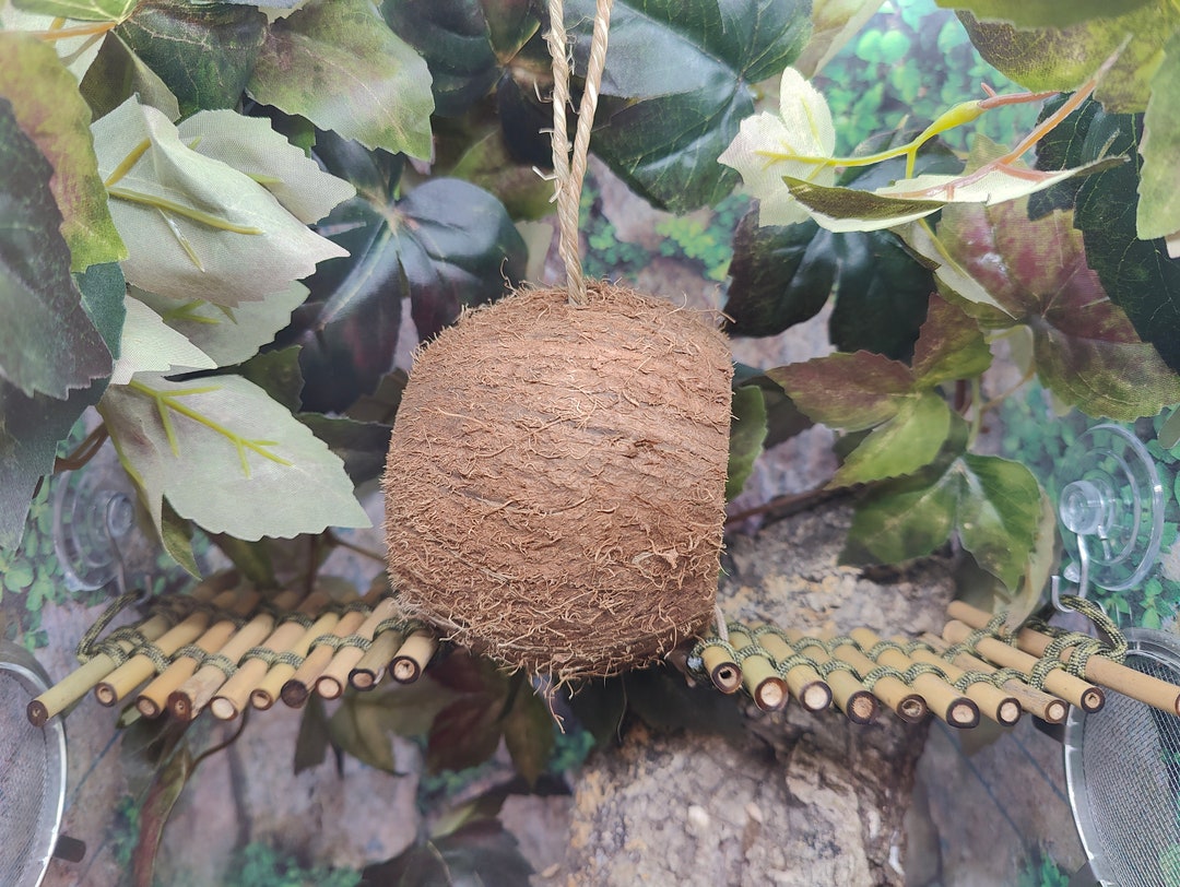 Hanging Coconut Hide With 2 Bamboo Bridges (great for Crested Geckos ...