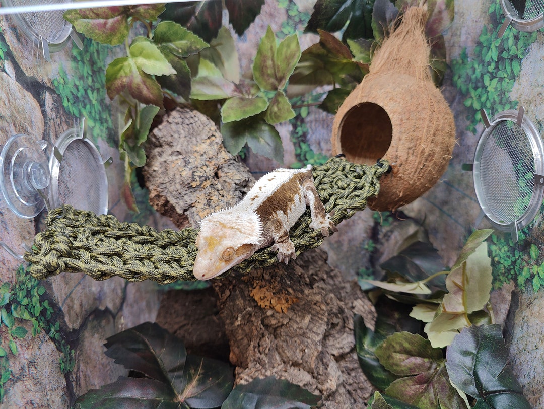 Coconut Hide With Paracord Bridge (great for Crested Geckos, Leopard ...