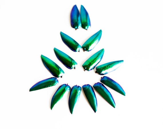 10 Pairs Big Jumbo Size Green Blue Elytra Sternocera Jewel - Etsy