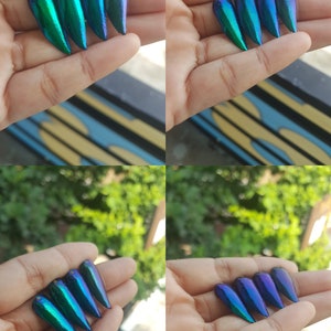 50 Very Rare True Blue Elytra Sternocera Jewel Beetle Wings Bug Shells ...