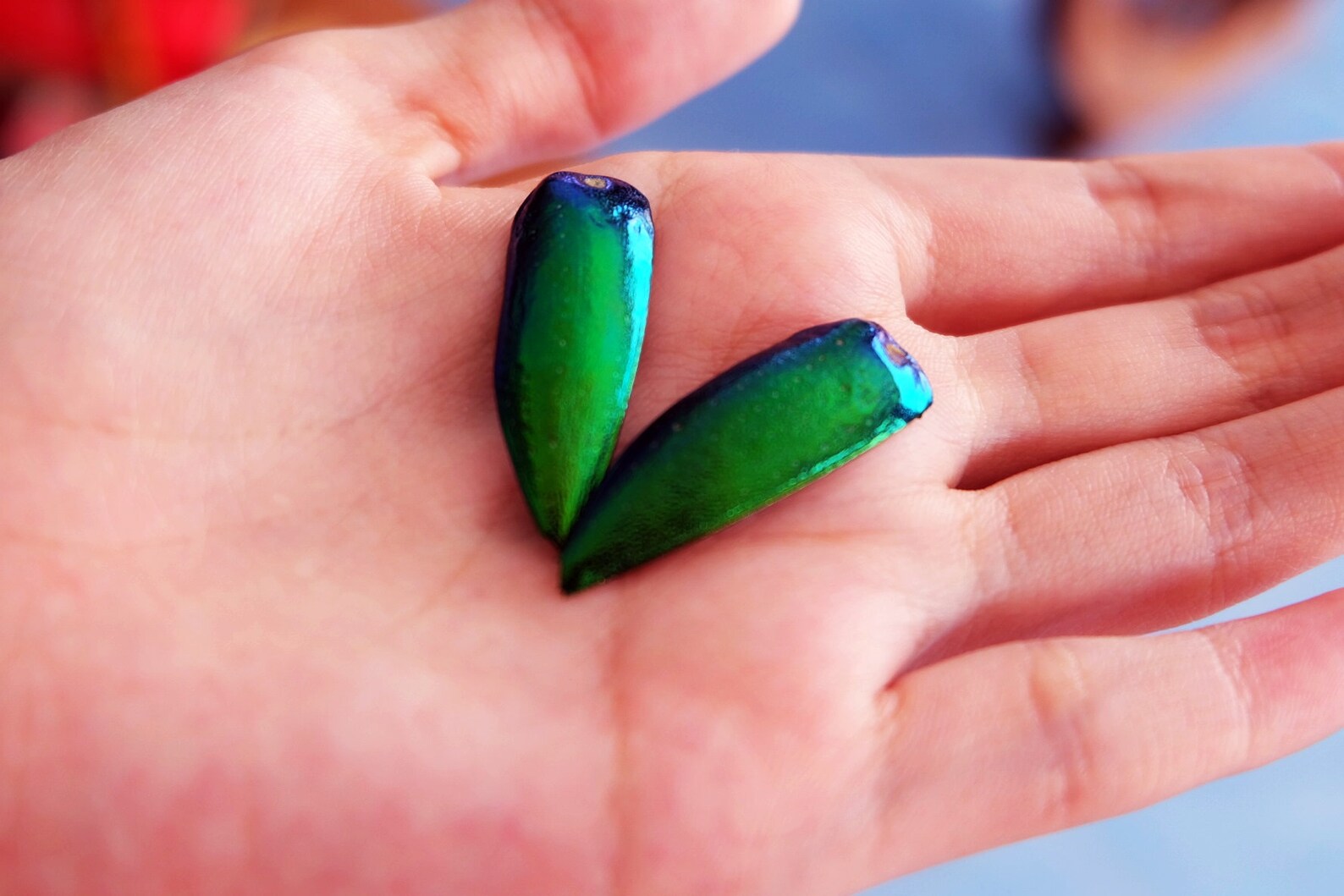 1000 Drilled/undrilled Iridescence Green Blue Elytra Sternocera Jewel ...