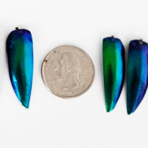 50 Very Rare True Blue Elytra Sternocera Jewel Beetle Wings Bug Shells ...