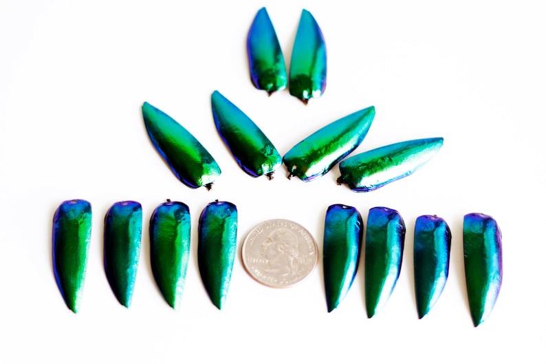 10 Pairs Big Jumbo Size Green Blue Elytra Sternocera Jewel Beetle Wings ...