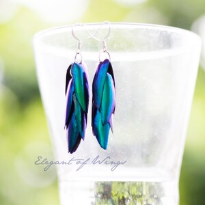 50 Very Rare True Blue Elytra Sternocera Jewel Beetle Wings Bug Shells ...