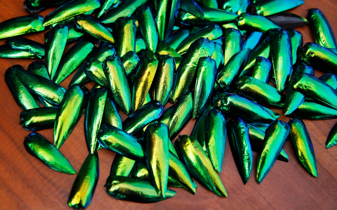 200 Rare Color Green Yellowish Elytra Sternocera Aequ Jewel Beetle ...