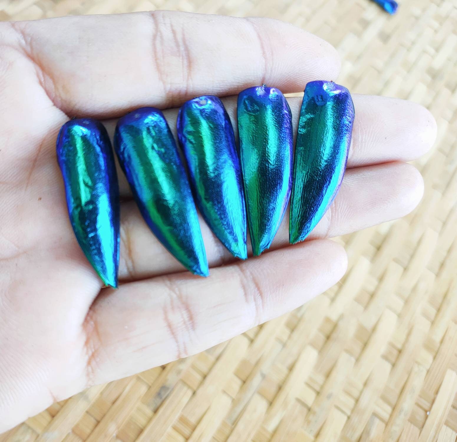 1000 Vibrant Shiny Iridescence Emerald Green Blue Elytra Sternocera ...