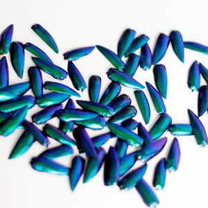 50 Very Rare True Blue Elytra Sternocera Jewel Beetle Wings Bug Shells ...