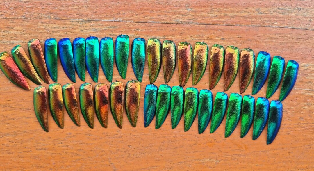 100 Mini Size Golden Red+100 Green Elytra Sternocera Jewel Beetle Wings ...