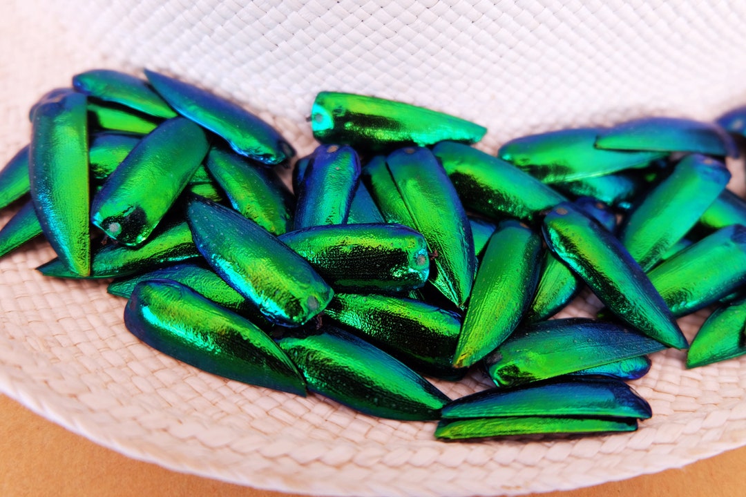 50 Drilled/undrilled Iridescence Green Blue Elytra Sternocera Jewel ...