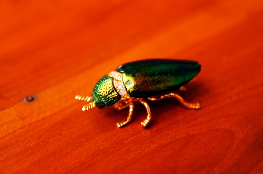 1 Pcs Real Iridescent Green Jewel Elytra Beetle Brooch Rhinestone Lady ...