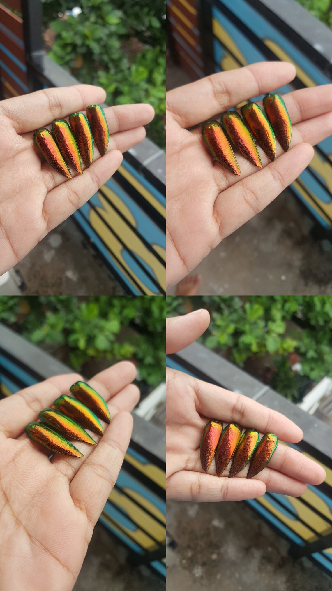 100 Rare Golden Red Orange Real Jewel Beetle Wings Bug Shells Elytra ...