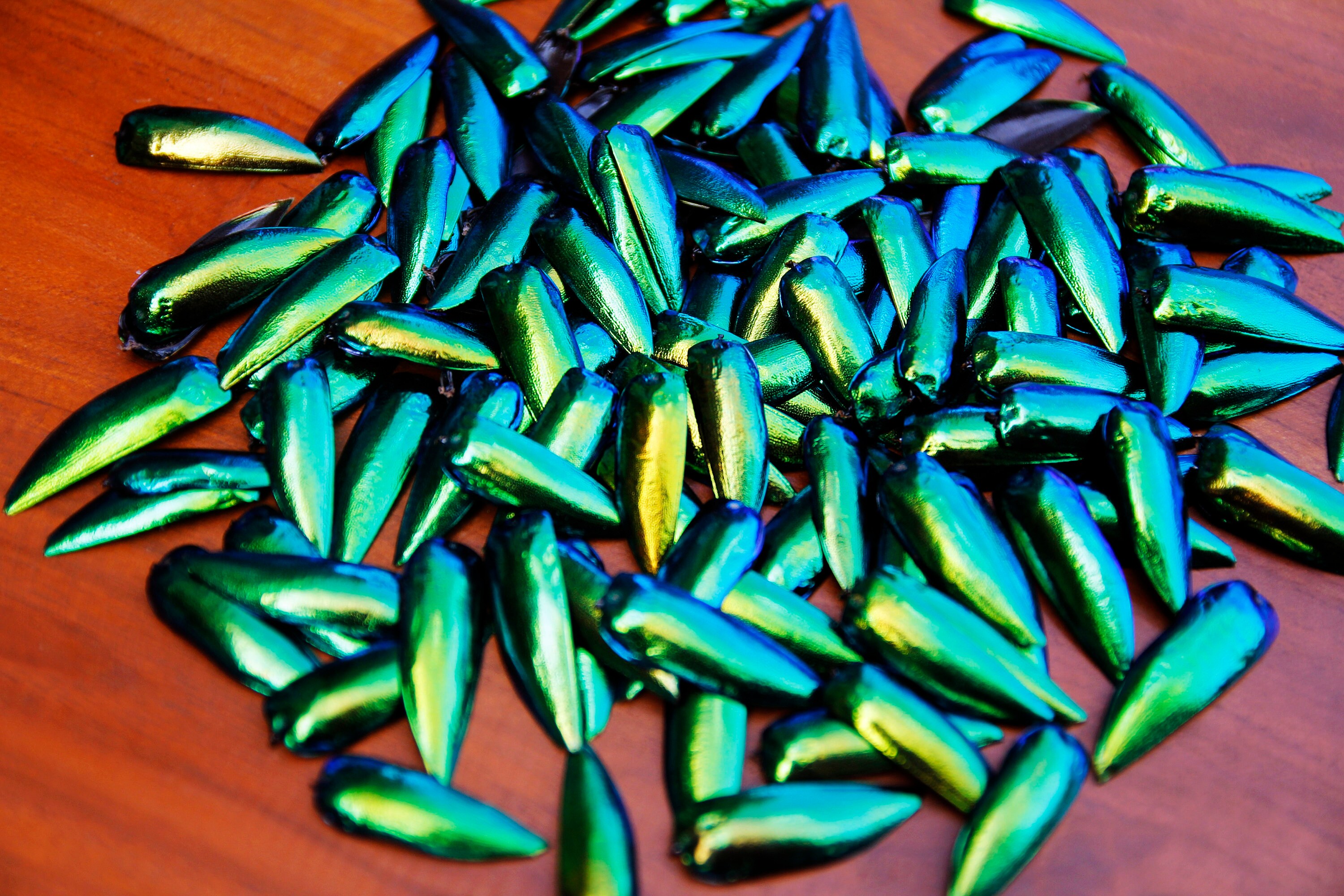 200 Rare Color Green Yellowish Elytra Sternocera Aequ Jewel Beetle ...