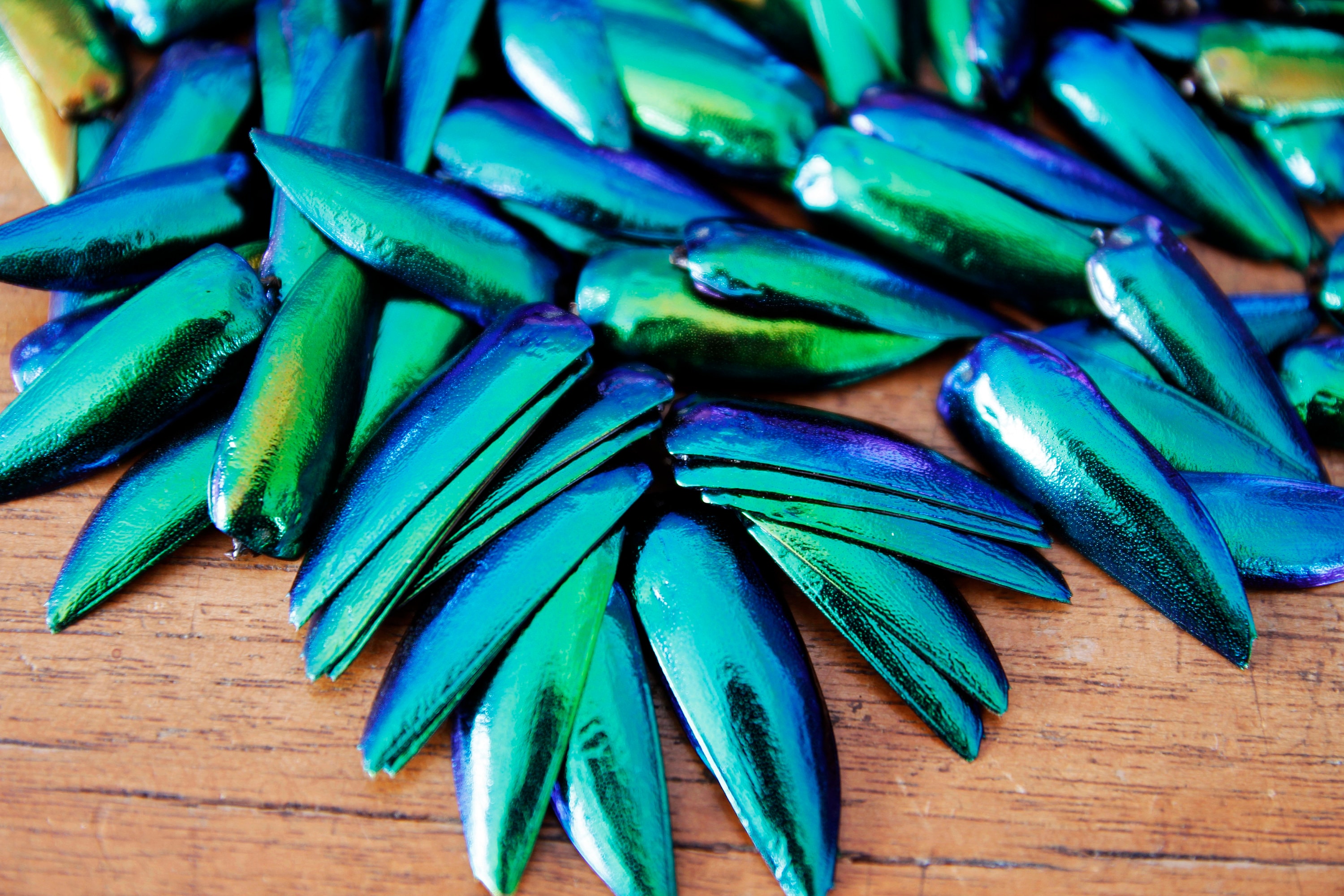 Beetle Wings for sale| 75 ads for used Beetle Wings