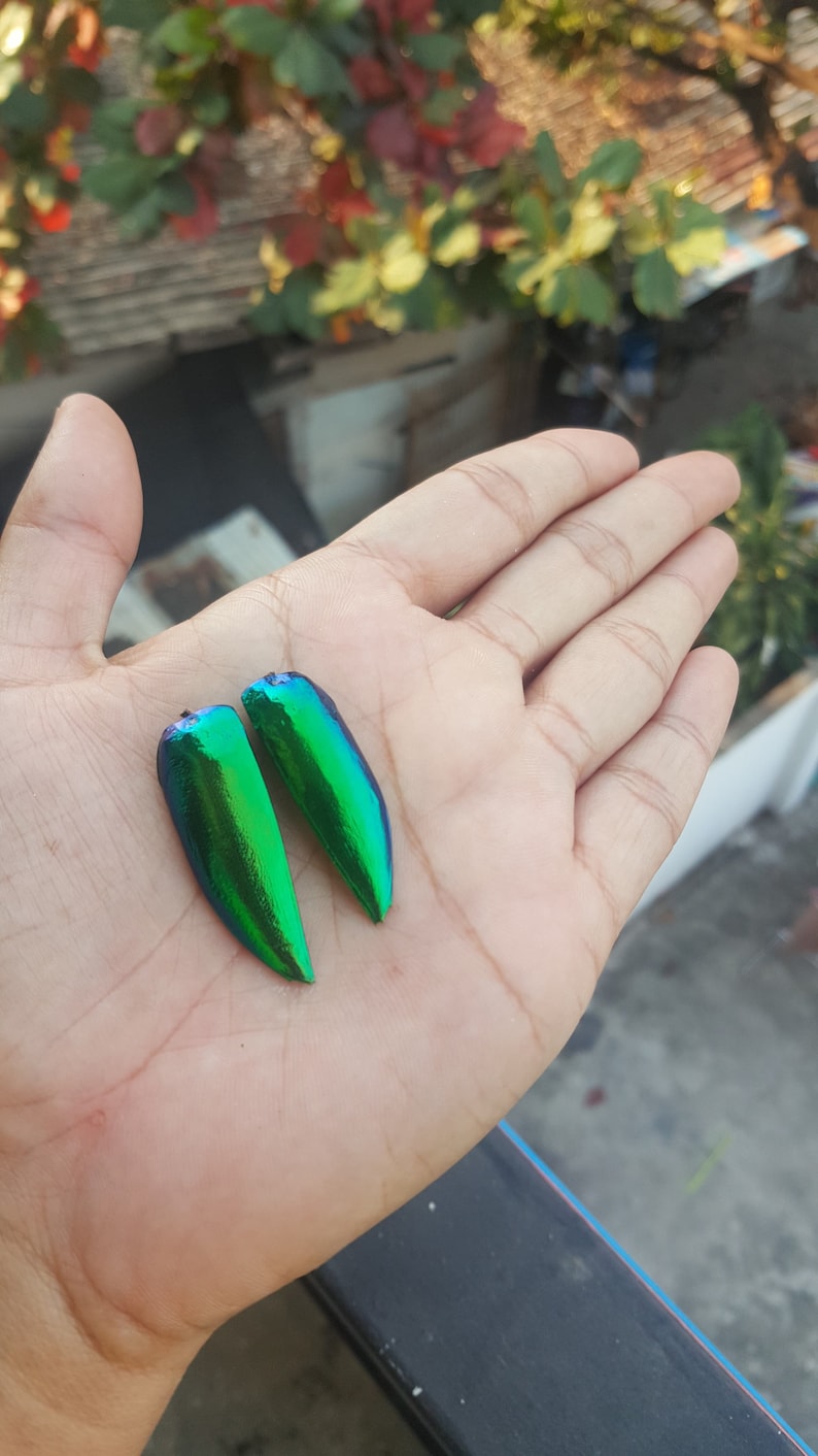 10 Pairs Big Jumbo Size Green Blue Elytra Sternocera Jewel Beetle Wings ...