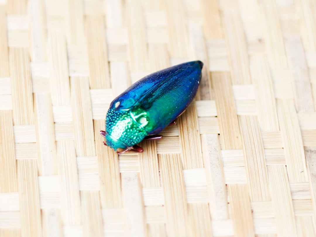 1 Pcs Dried Iridescent Green Blue Elytra Jewel Sternocera Aquisignata ...