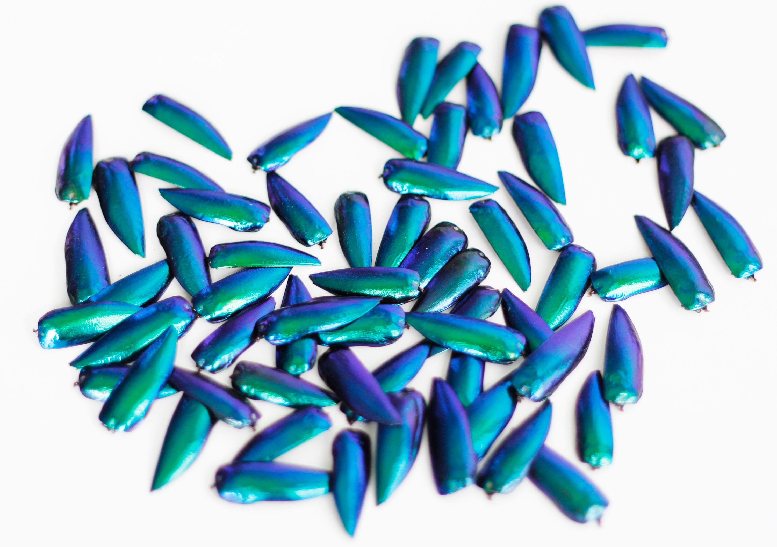 50 Very Rare True Blue Elytra Sternocera Jewel Beetle Wings Bug Shells ...