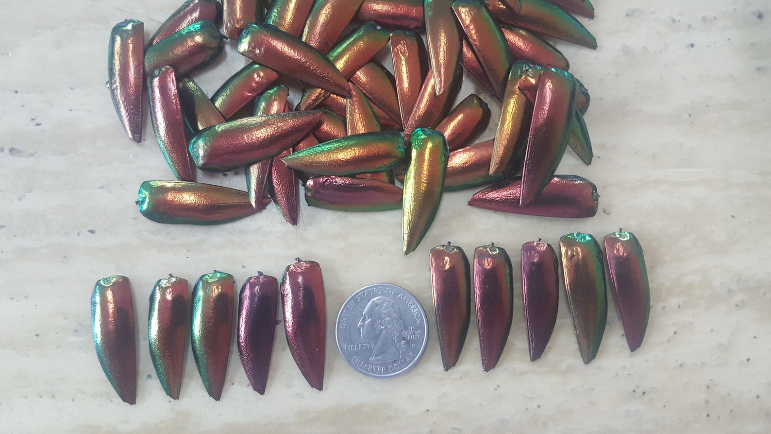 100 Rare Golden Red Orange Real Jewel Beetle Wings Bug Shells Elytra ...