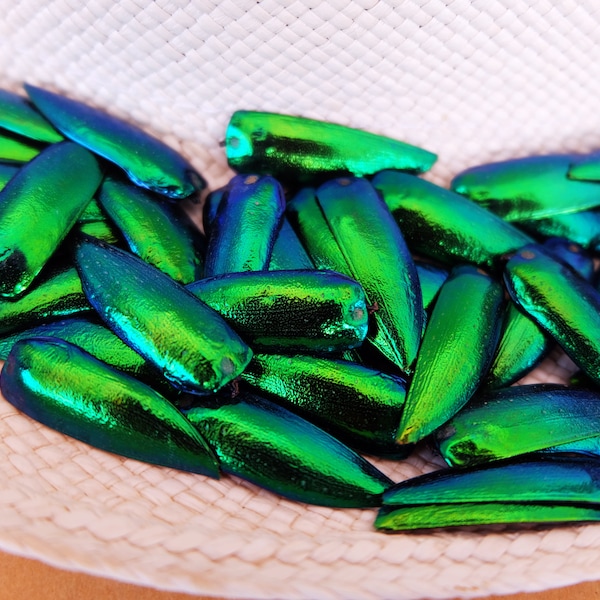 Jewel Beetle Wings - Etsy
