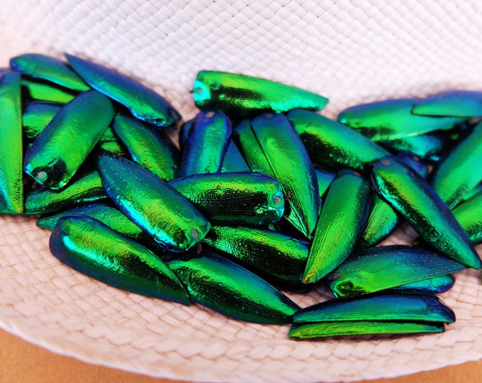 Jewel Bug, Calliphara Nobilis, Arthropoda, Entomology, Insects, Real ...