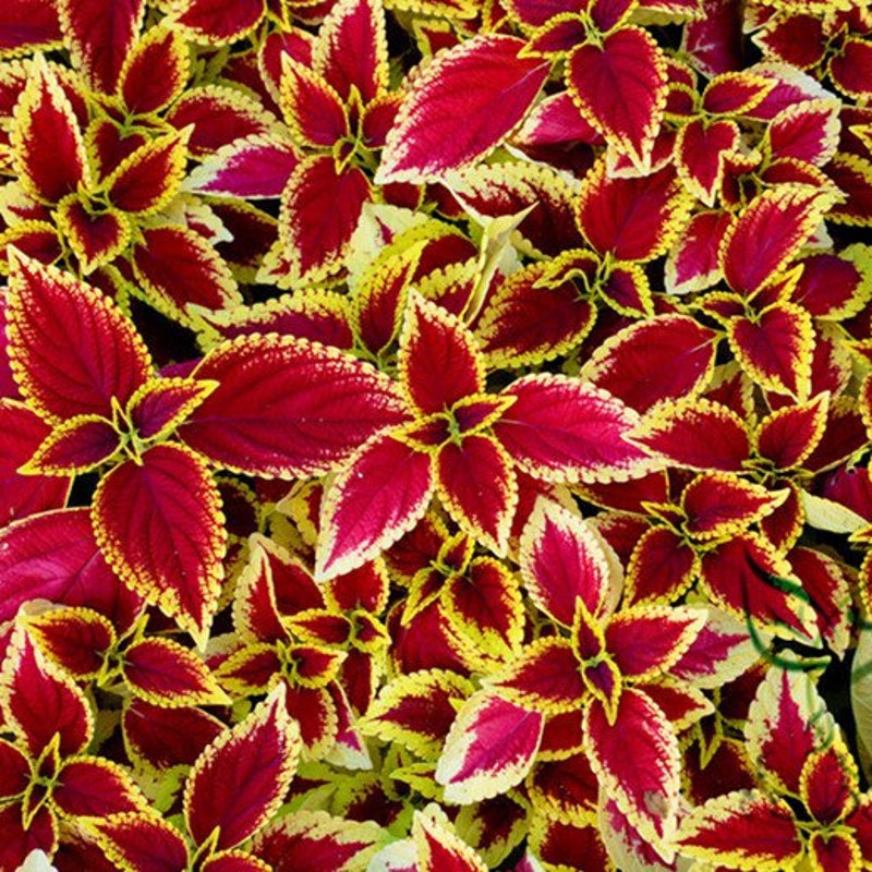 Coleus Seeds - Etsy Sweden