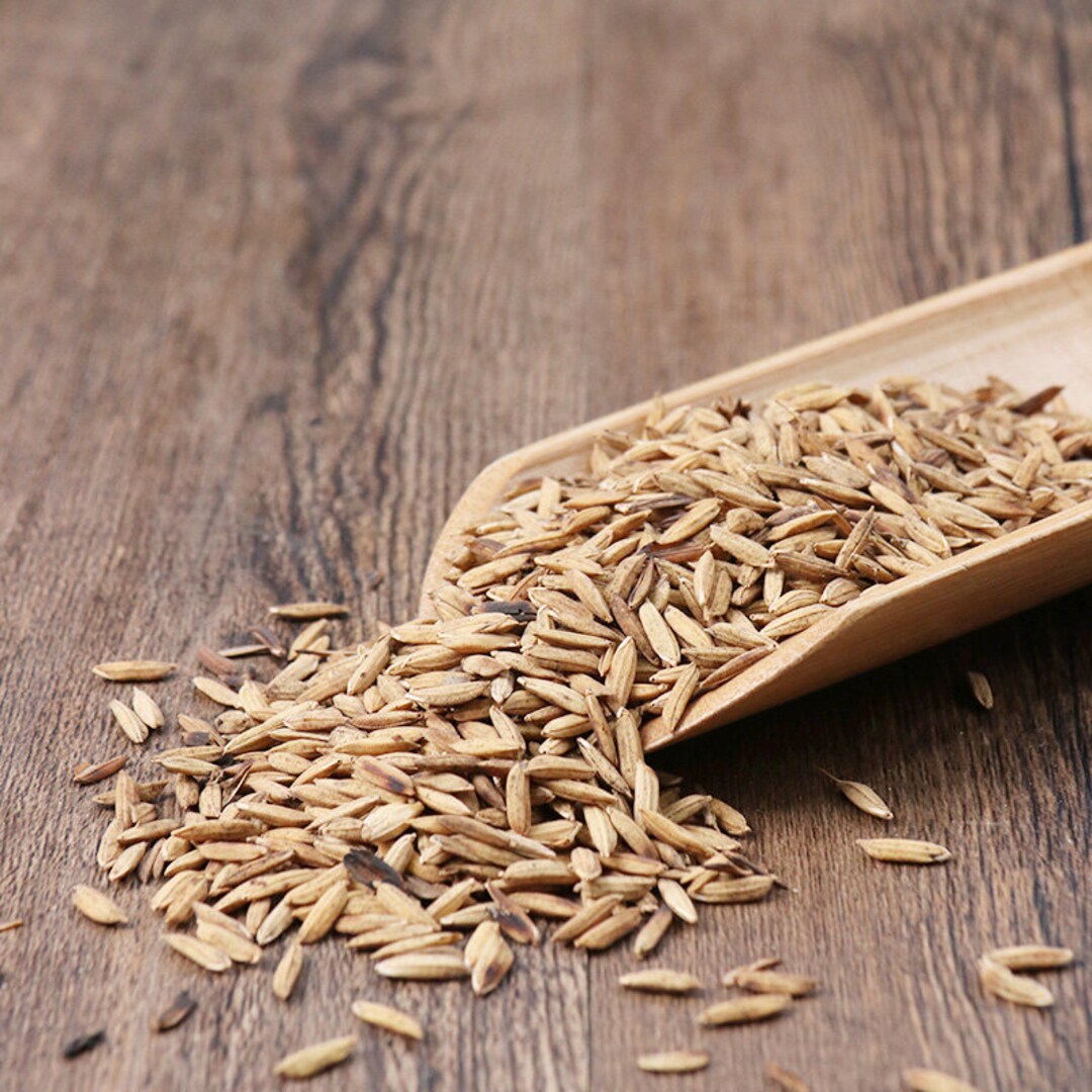 Organic Herba Rice-grain Sprout Roasted Fructus Oryzae Germinatus Great ...