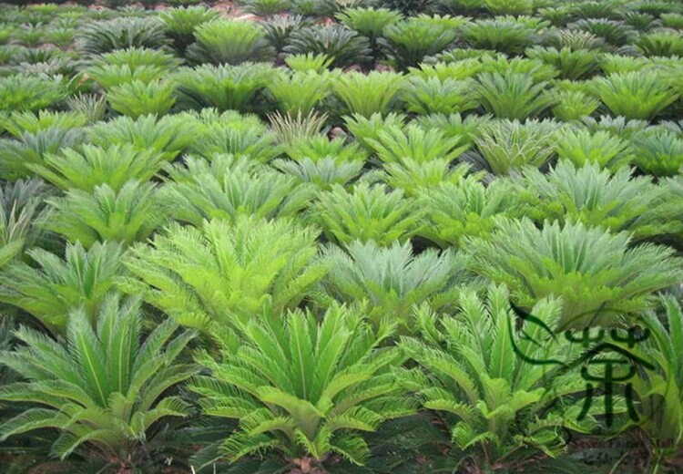 Cycas Revoluta Sago Palm Seed 10 PCS King Sago Sutie - Etsy Canada