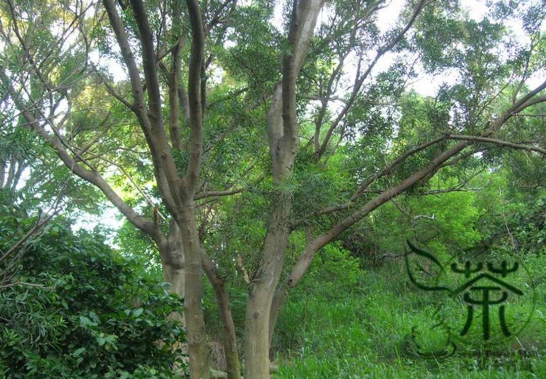 Formosan Koa, Formosa Acacia Seed 1000 PCS, Taiwan Xiangsi Origina ...